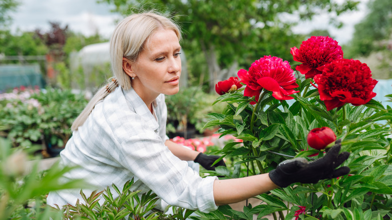 The Big Problem That'll Make You Reconsider Growing Peonies From Seeds