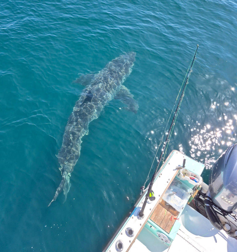 ‘Giant teeth and a giant eyeball.' Photos show Florida boater’s great ...