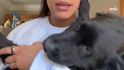 Cree haber adoptado un labrador: 2 meses después alucina con los ...