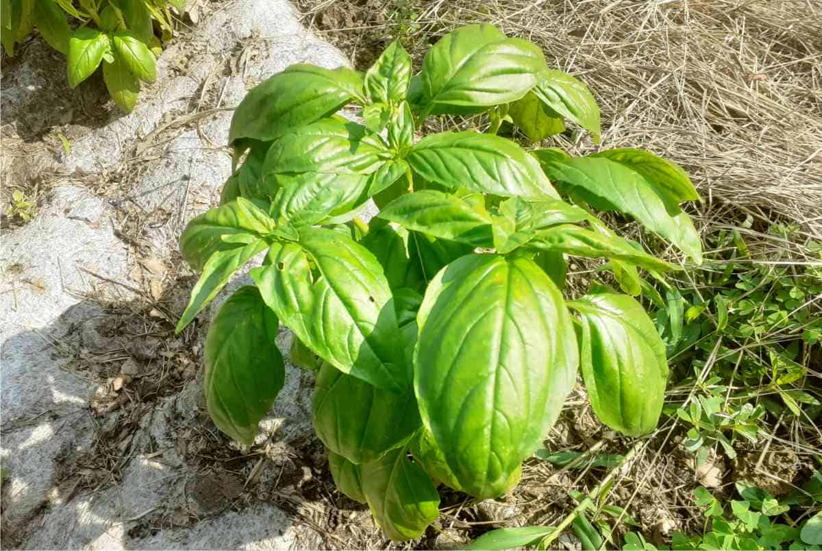 Come e quando piantare il basilico