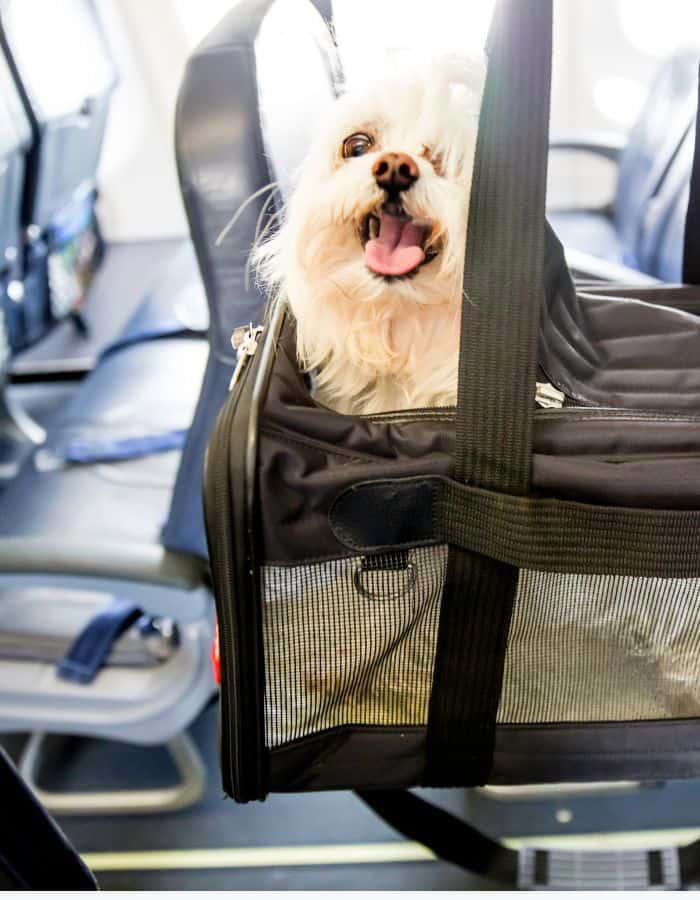 Bringing a Dog to the U.S? What You Need to Know