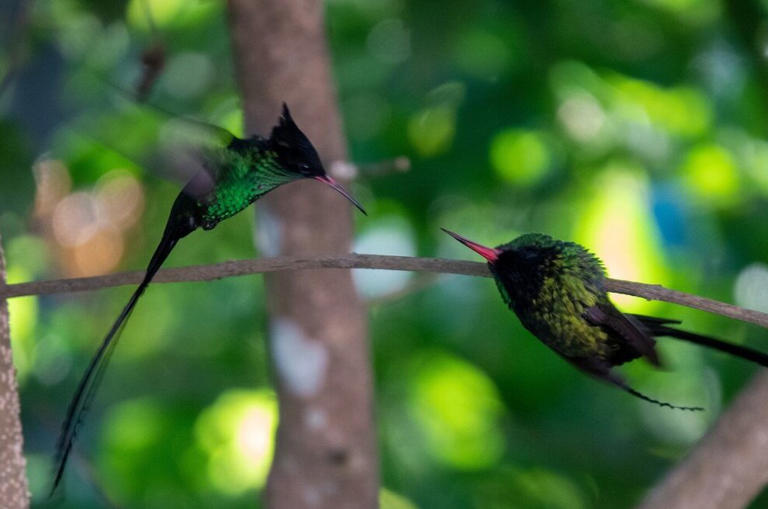 Sex selection creates distinct hummingbird species on small Jamaican island
