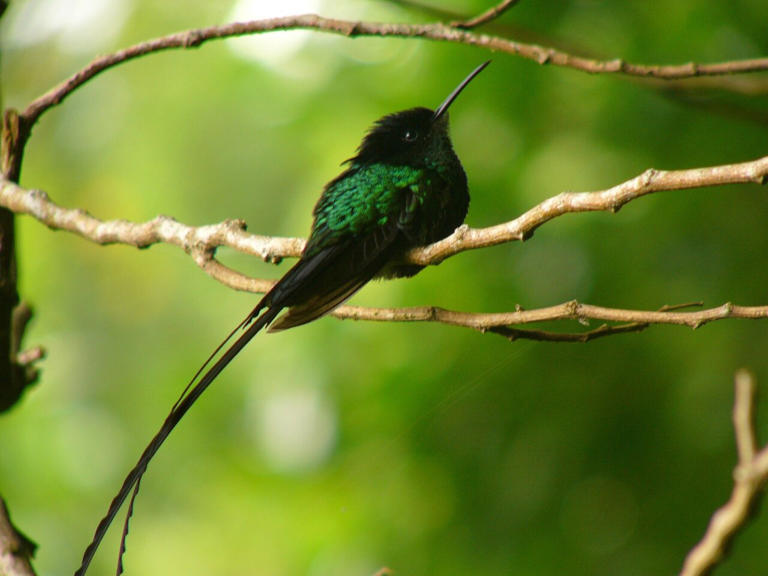 Sex selection creates distinct hummingbird species on small Jamaican island