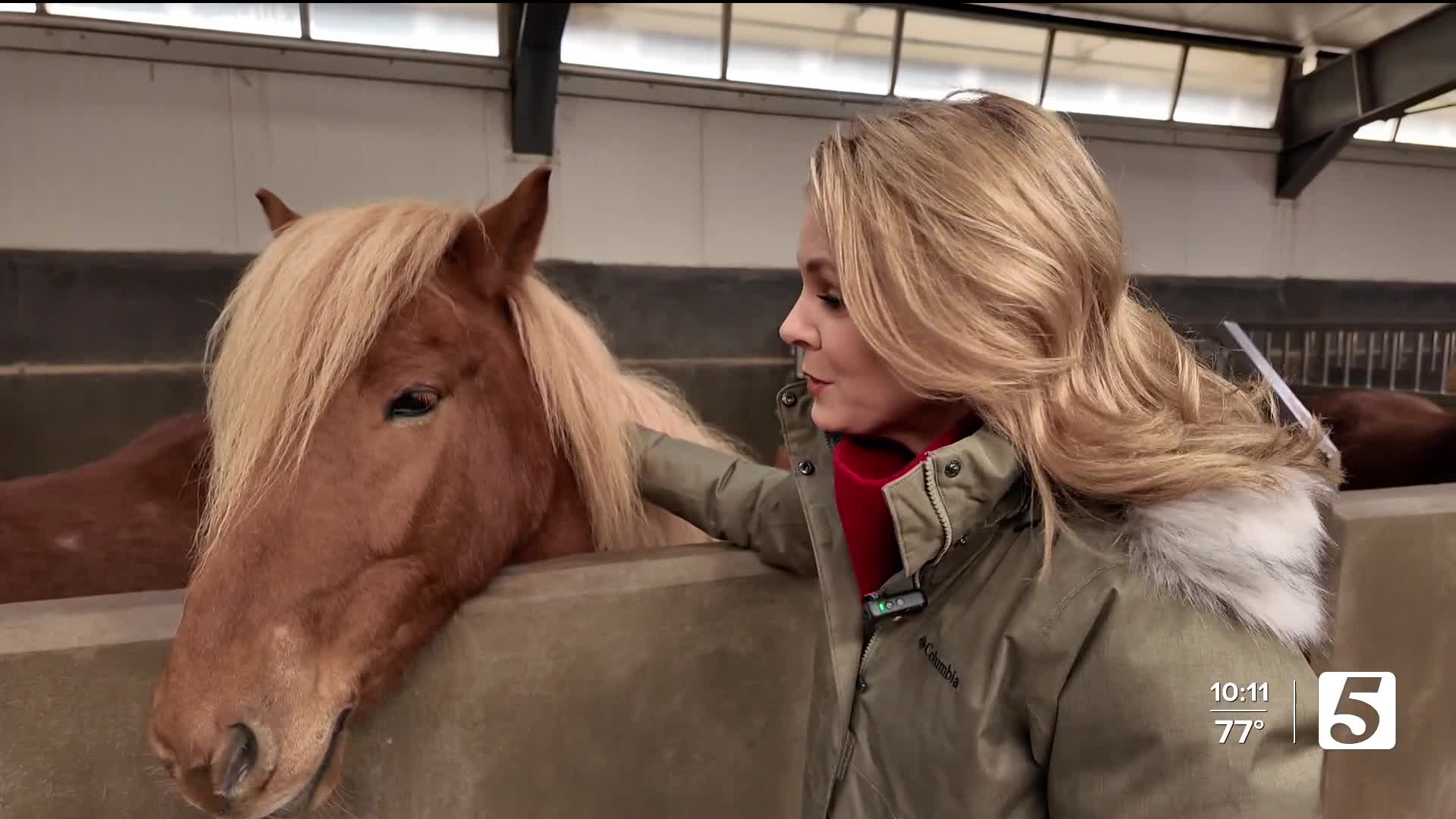 Adventures in Iceland: Unique animals!