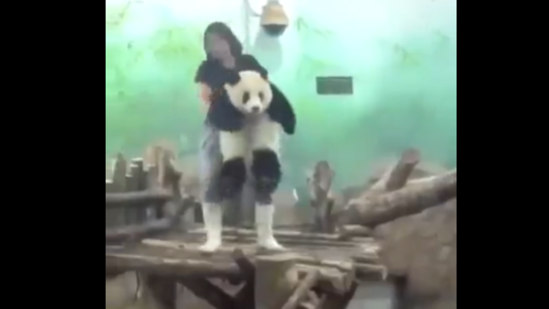 Viral video: Panda cub throws tantrum to avoid bath, internet can’t ...