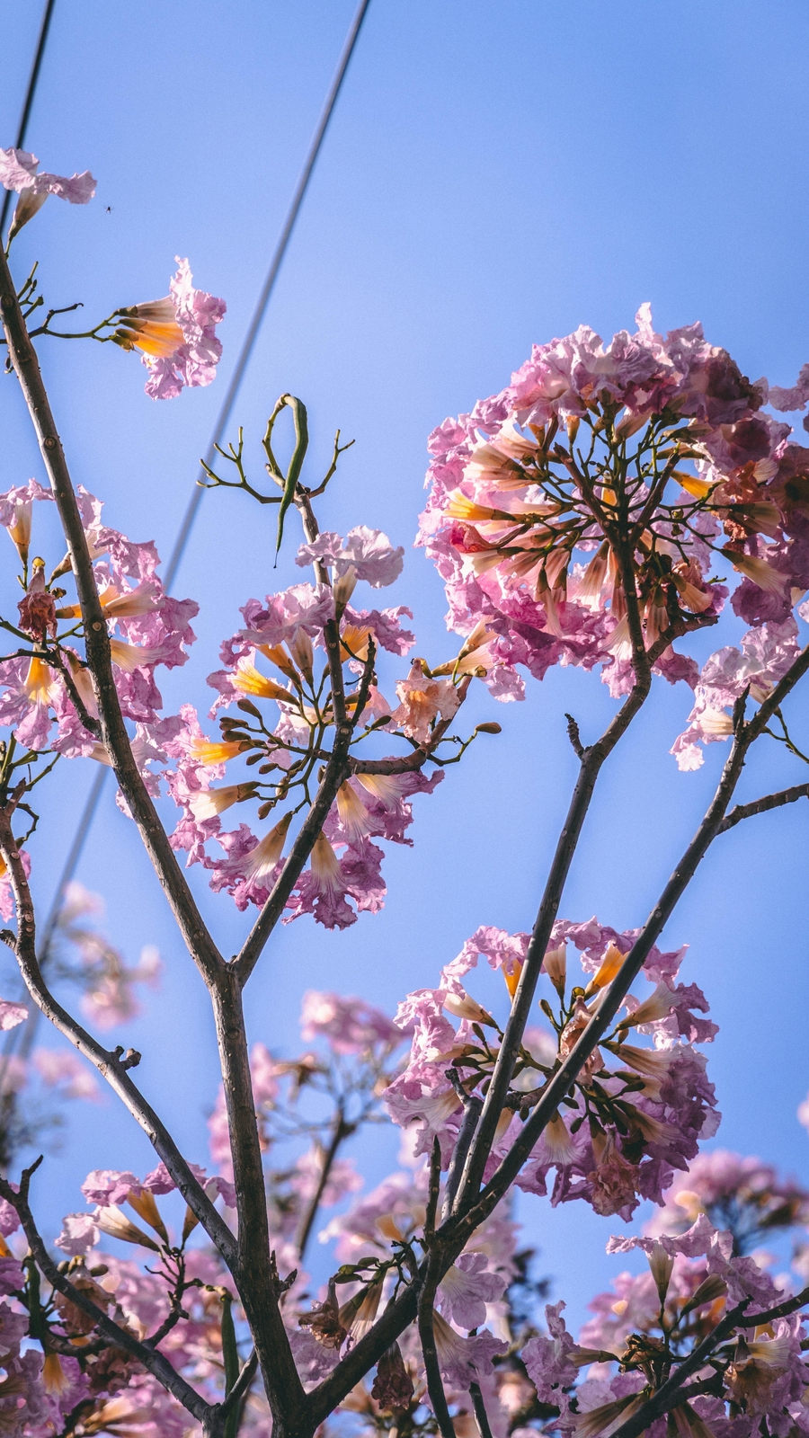 Things that slowly disappeared from Bengaluru, according to the internet