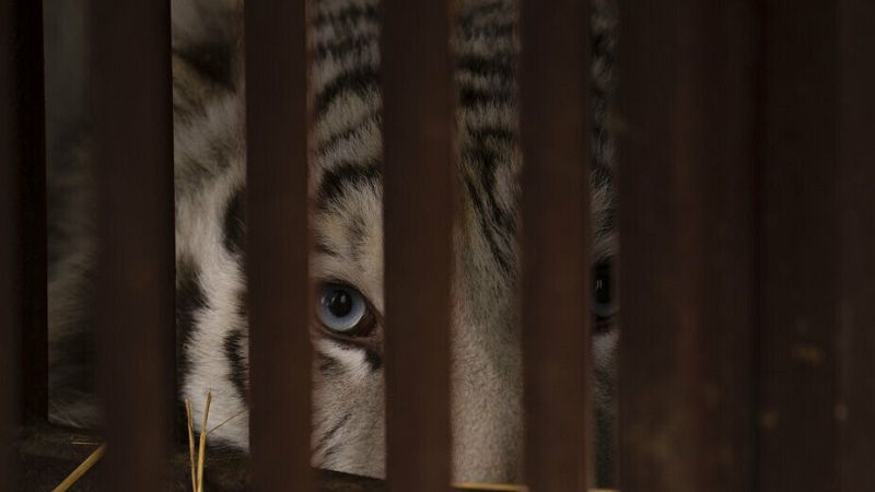 Spanish police arrest Russian couple linked to exotic cat smuggling ...