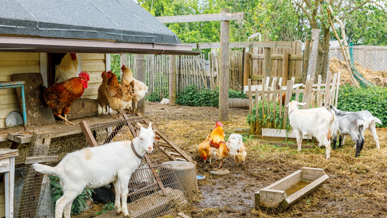 9 Regular Habits That Don’t Work on a Homestead