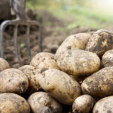 The Surprising Origins of the Humble Potato