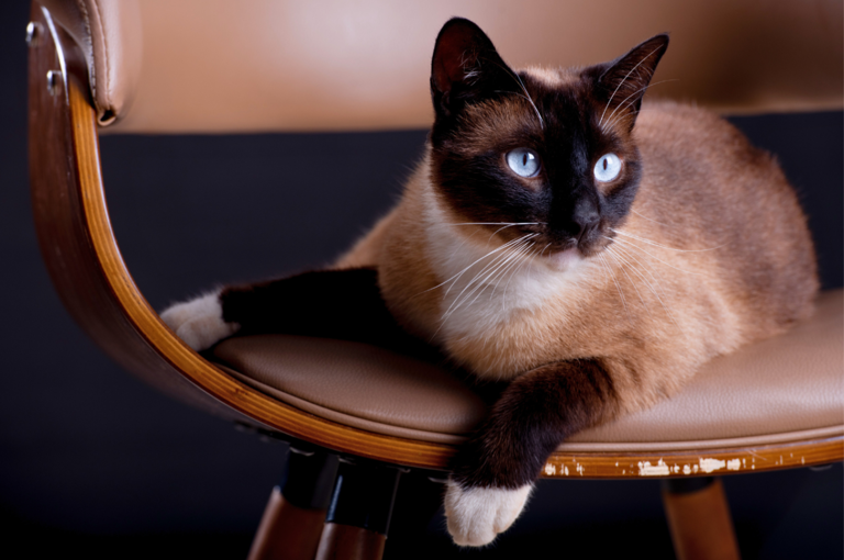 7 Best Cat Breeds for People Who Live Alone, According to Expert Vets