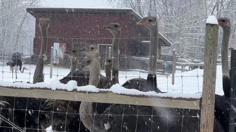 Federal Court reviews avian flu cull order for B.C. ostrich farm