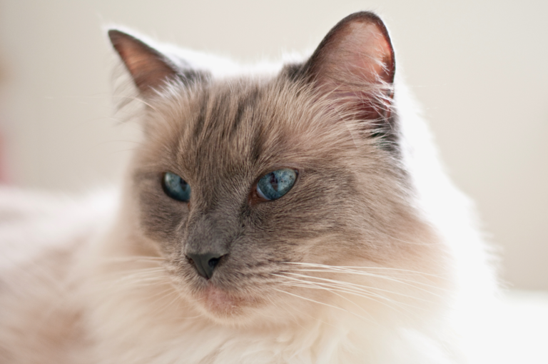 7 Best Cat Breeds for People Who Live Alone, According to Expert Vets