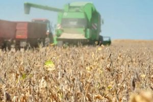 Elizabeth Pisani, uma Brasileira do Campo Apaixonada Pelo Agro do Paraguai