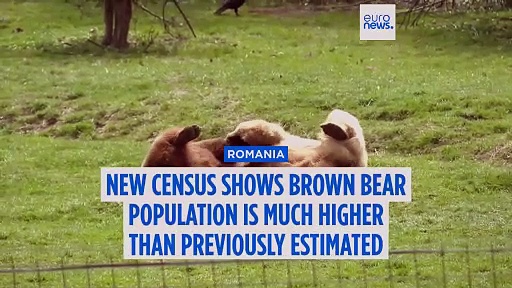Romania's brown bear population higher than previously thought, new ...