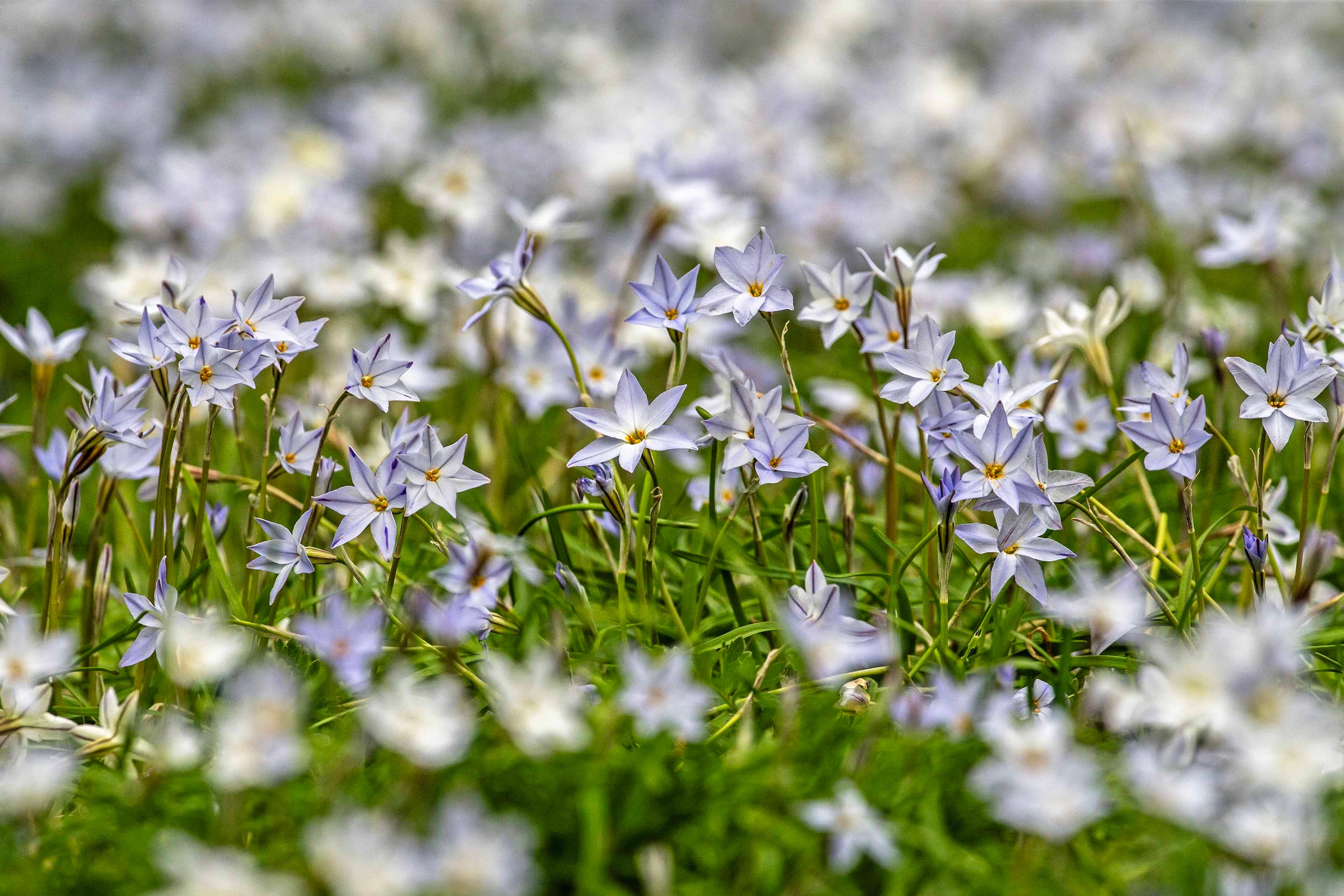 Starflowers make nice bouquets