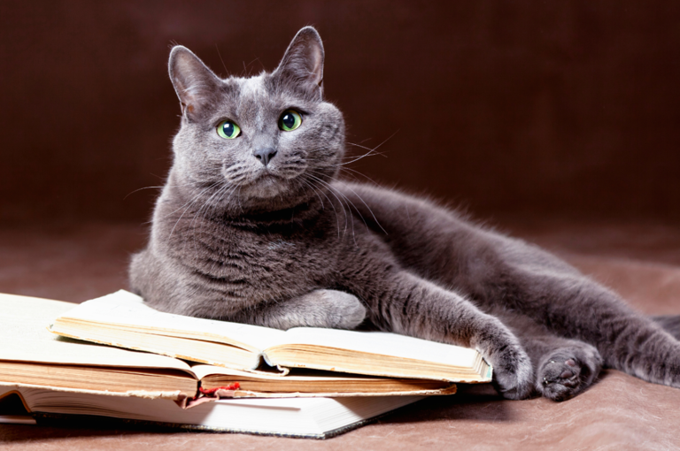 7 Best Cat Breeds for People Who Live Alone, According to Expert Vets