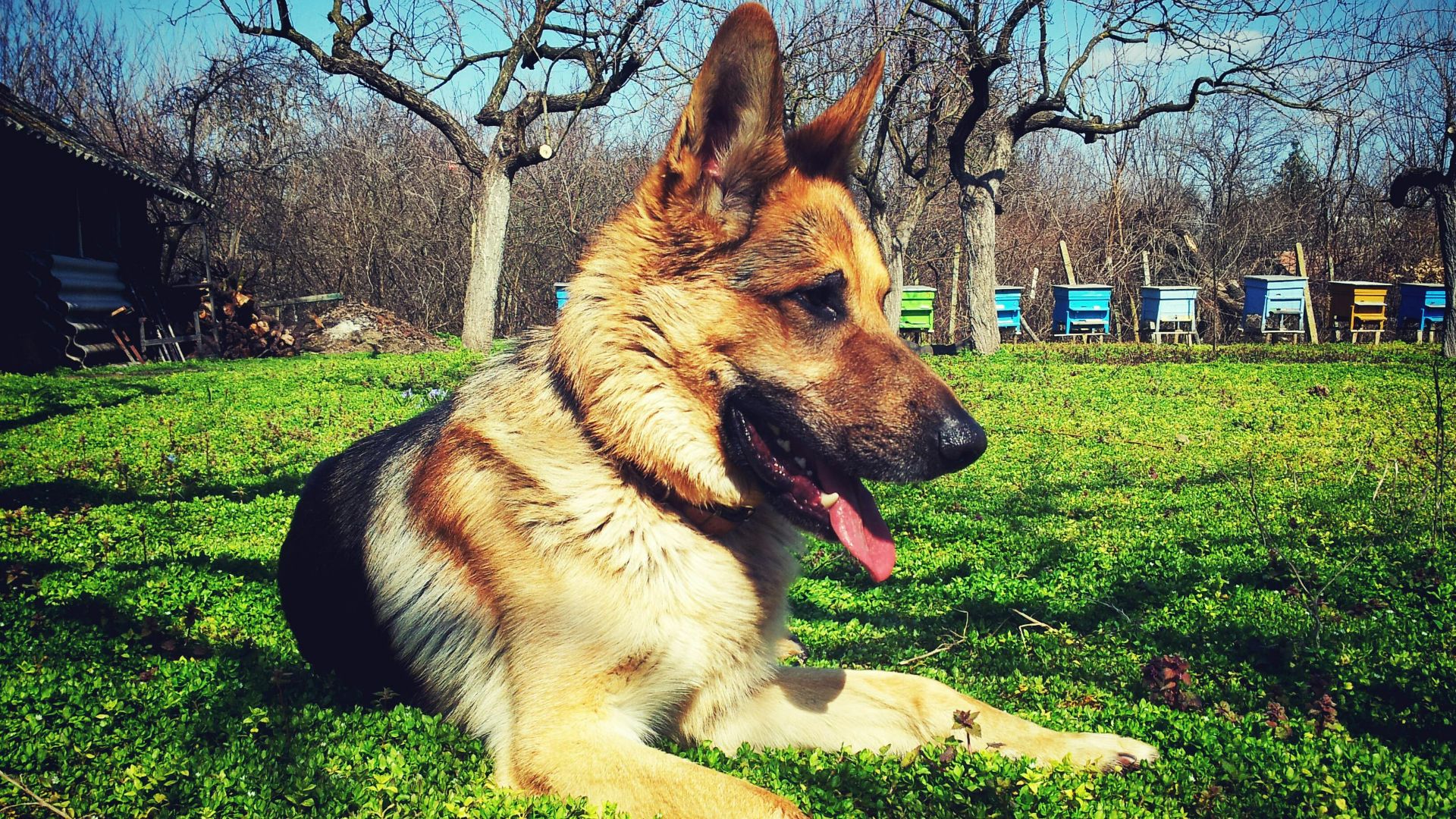 Les 10 meilleures races de chiens qui protègeront votre famille et les ...