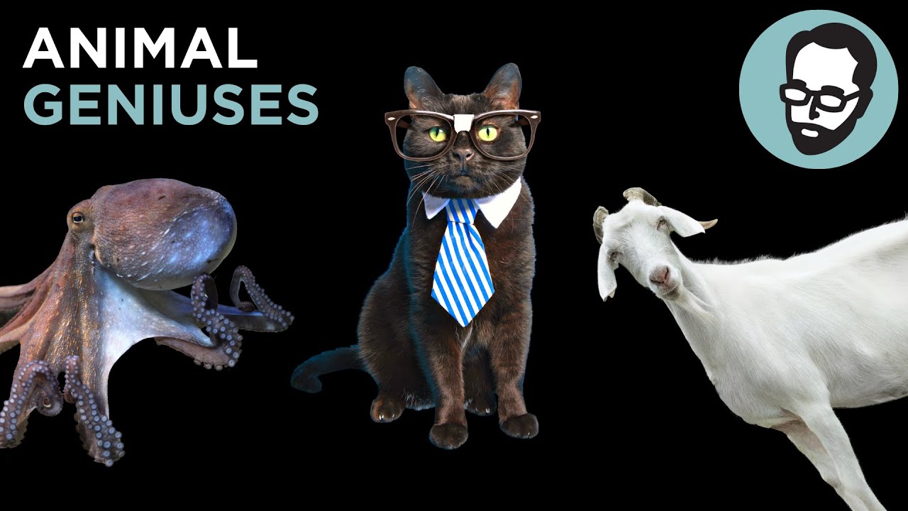 The 7 Smartest Animals - Surprising Examples of Animal Intelligence