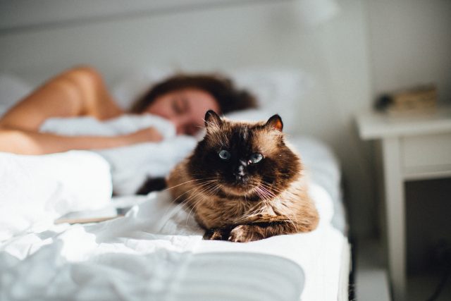 6 Zeichen, dass Ihre Katze Sie sehr liebt