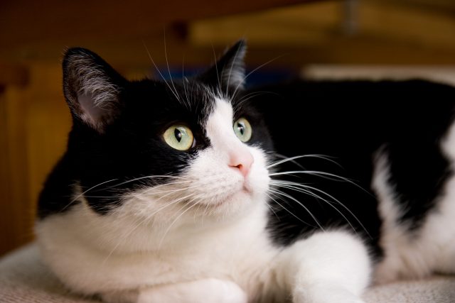6 Zeichen, dass Ihre Katze Sie sehr liebt