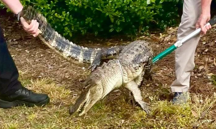 Photos: North Carolina gator wrangled after hopping fence