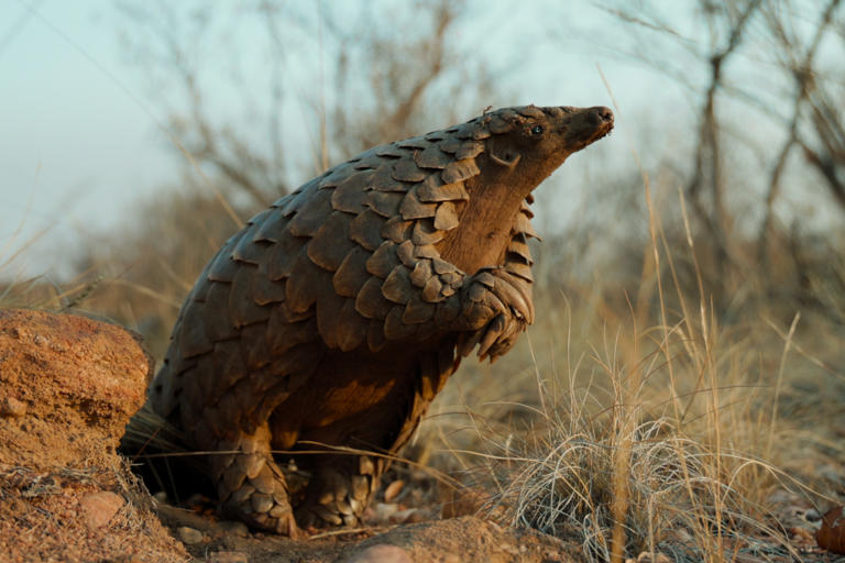 This New Netflix Documentary Shines A Light On The Humble Pangolin’s Plight