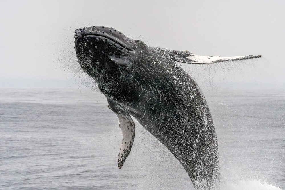 The Whale-Watching Journey of a Lifetime Starts With These 13 U.S ...