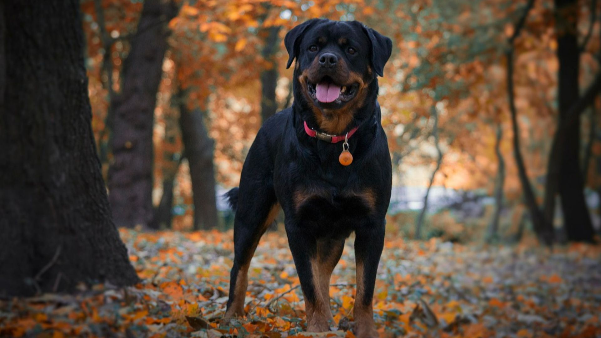 Les 10 meilleures races de chiens qui protègeront votre famille et les ...