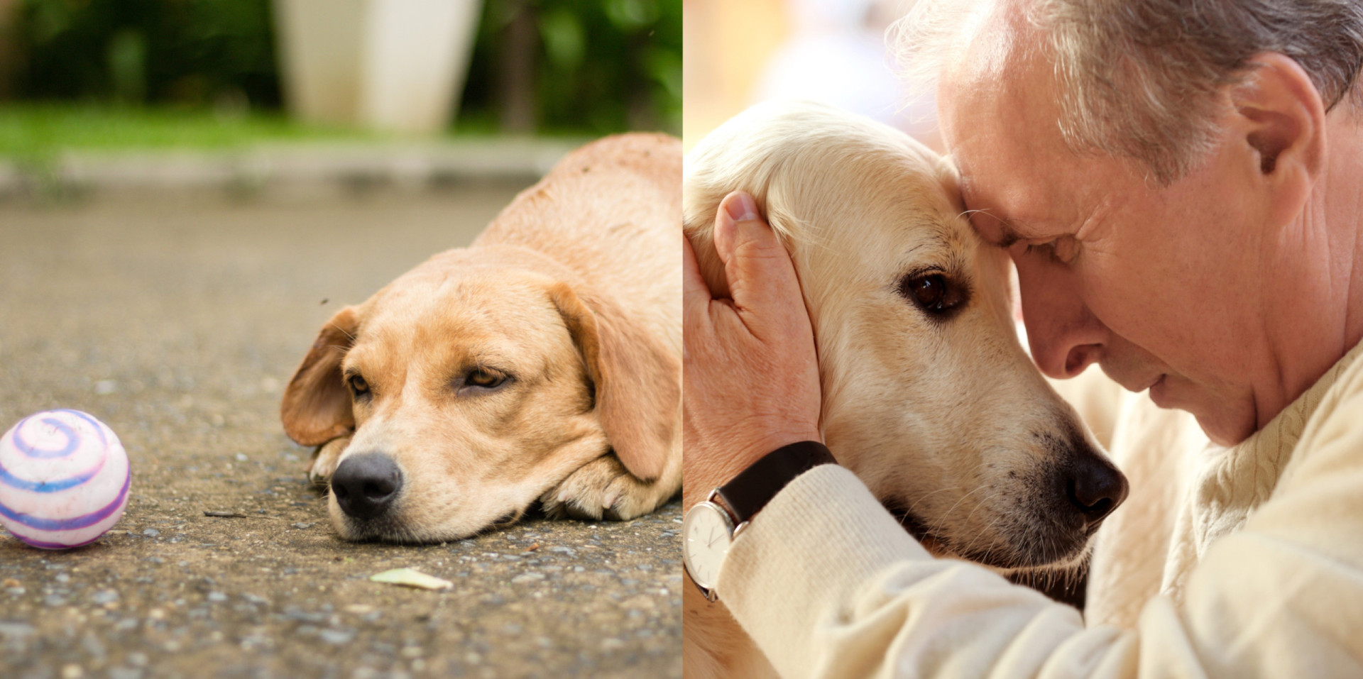 Quand votre chien souffre d'Alzheimer : symptômes et perspectives