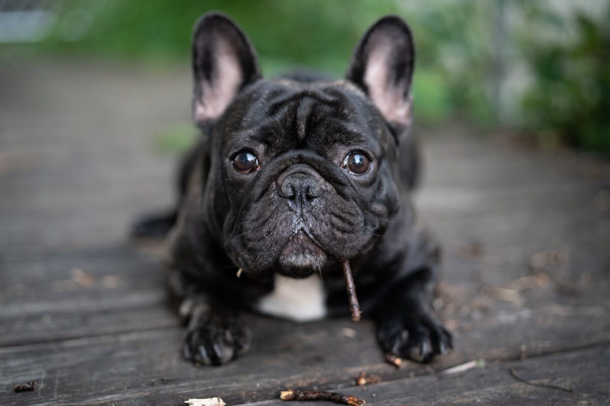 Adorable French Bulldog Expertly Rides Horse Like a True 'Cowgirl'