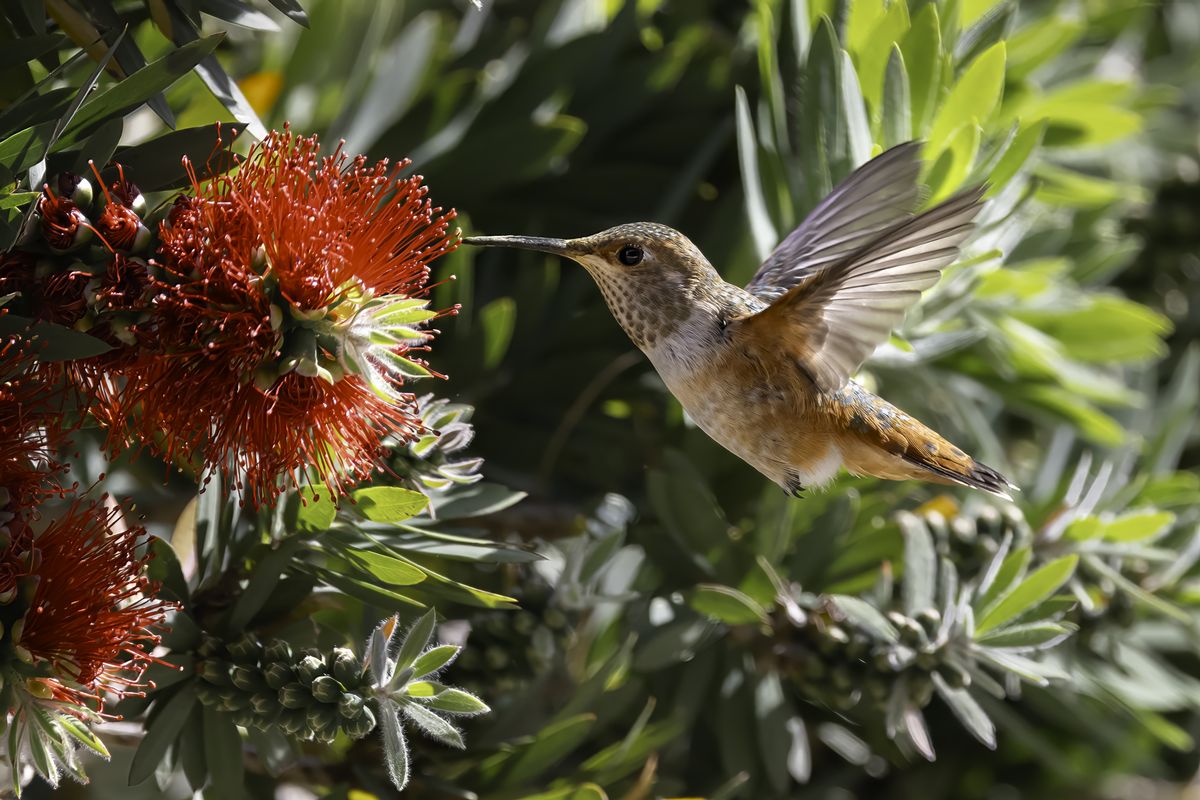 7 Easy Hacks to Attract Hummingbirds to Your Yard All Season Long