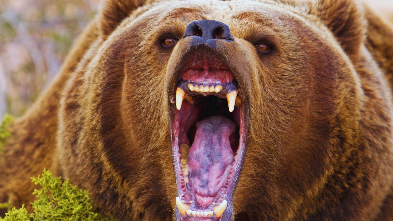 8 Bears Ranked by Deadliness