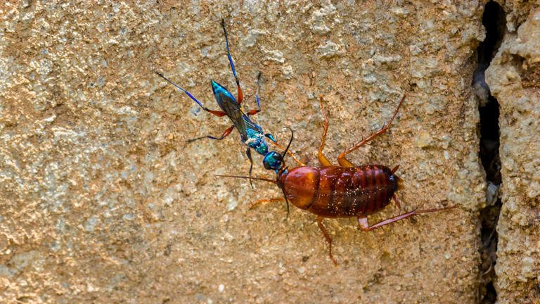 'A relationship that could horrify Darwin': Mindy Weisberger on the ...