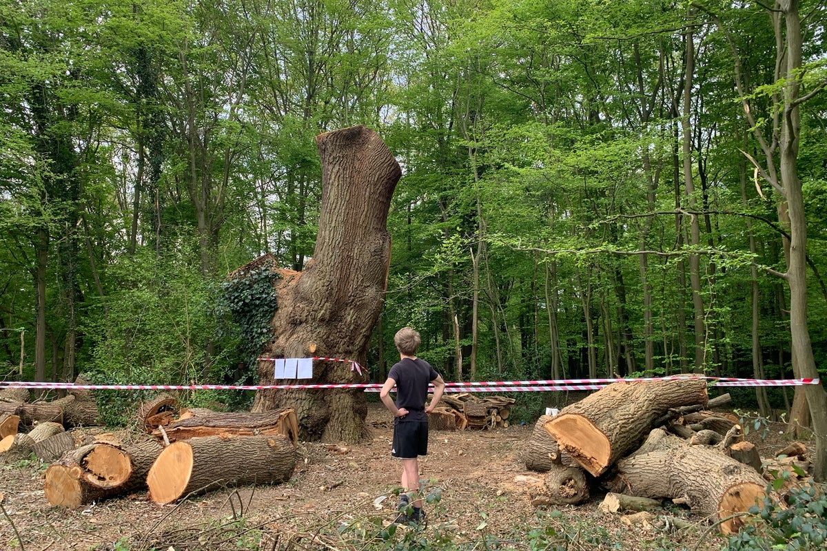 Toby Carvery owners admit felling beloved 500-year-old oak tree in ...