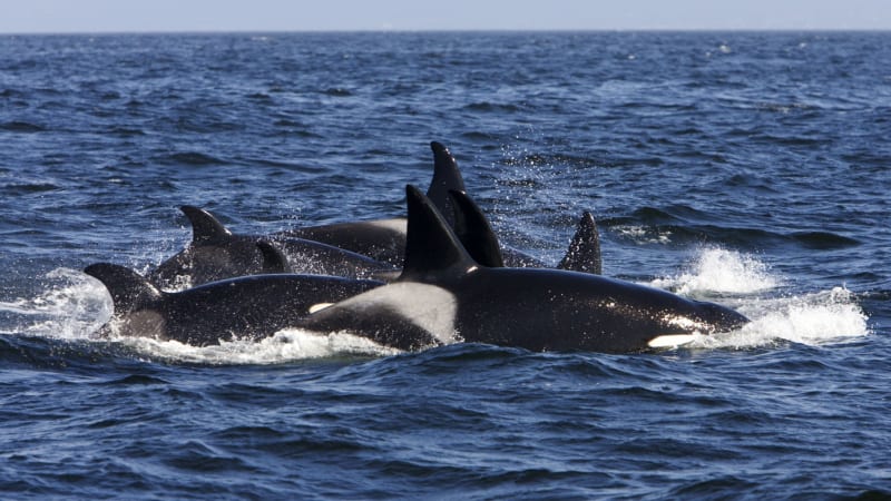 Skupina 60 kosatek si vyšlápla na plejtváka obrovského. Krvavé divadlo ...