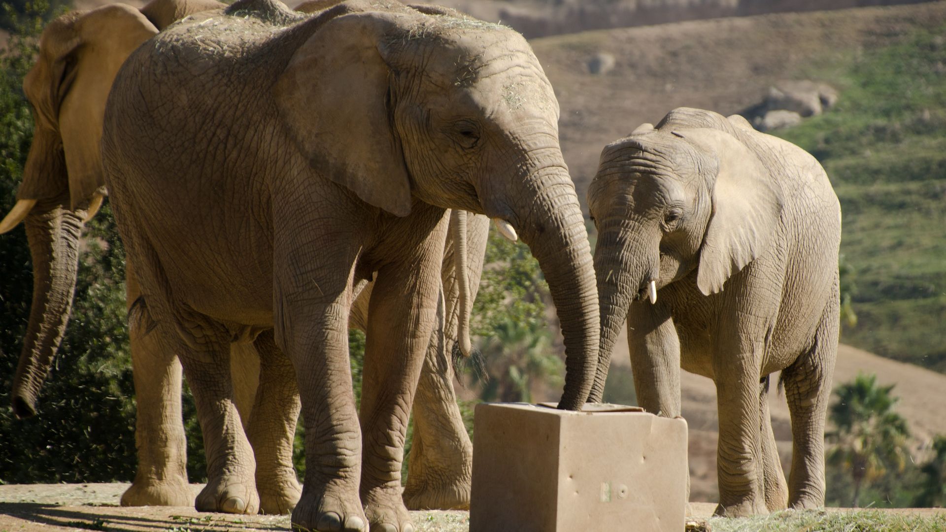 Watch zoo elephants form protective 'alert circle' around young during 5.2 San Diego earthquake