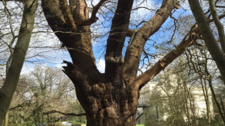 Toby Carvery criticised for felling ancient oak tree - as council ...