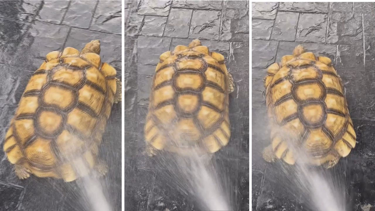Sassy tortoise twerks during bath time