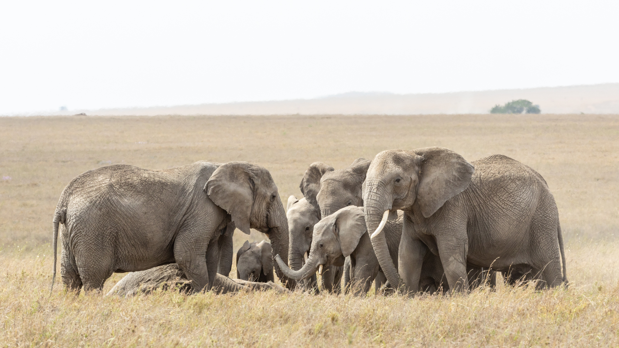 Strangest Brain Quirks Across the Animal World