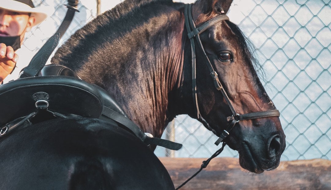 Asdesilla tendrá exhibición del Caballo Criollo Colombiano en concierto ...