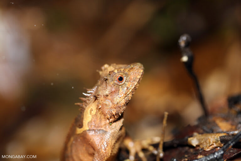 Diverse Forests And Forest Rewilding Offer Resilience Against Climate