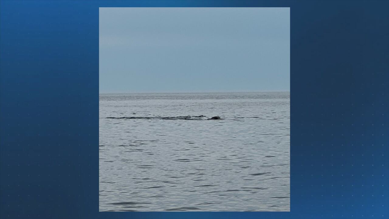 More than 20 right whales spotted off Cape Cod beach, harbormaster says