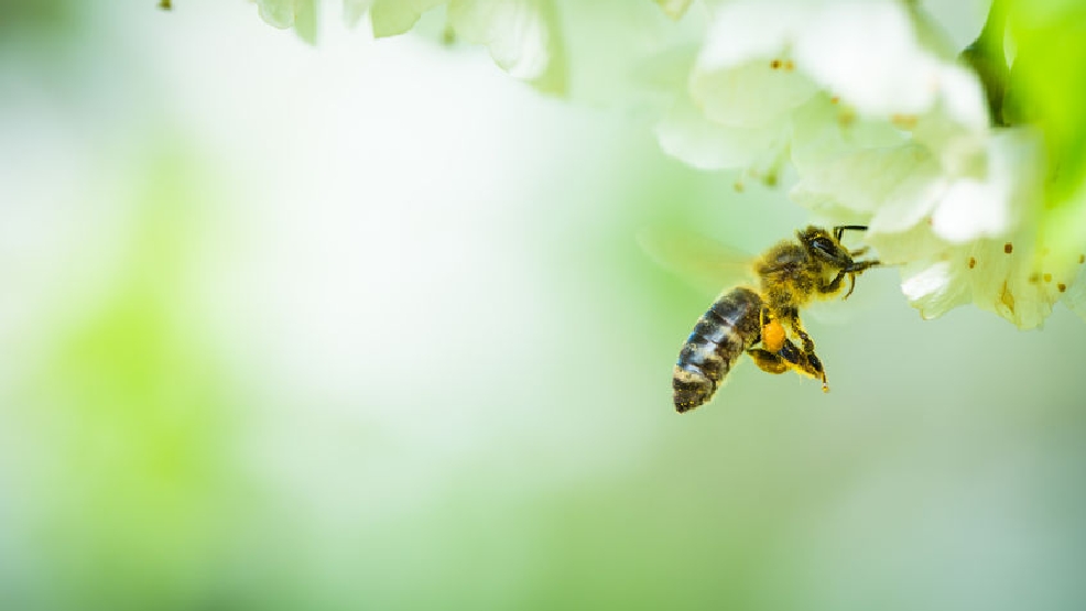 Officials advise on bee safety: Contact pros for hives, know allergic ...