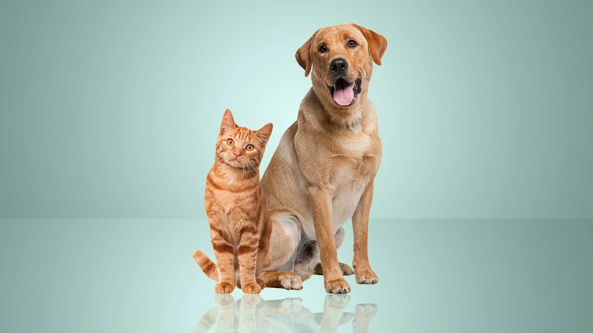Embrace Pet Insurance Review: Rating, Cost and Coverage