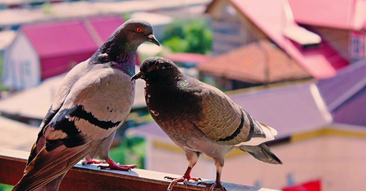Come rendere invisibile ai piccioni il balcone per non averli più in giro