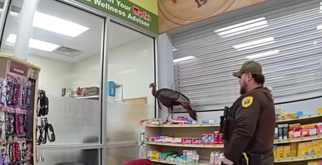 Wild Turkey Goes Amuck In Grocery Store, Gets Police Called On It: "No ...