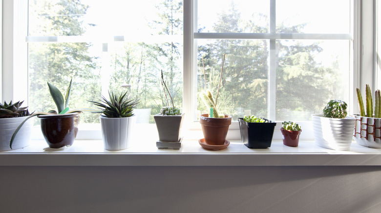 Easily Hang Small Plants On Windows With A Bathroom Staple