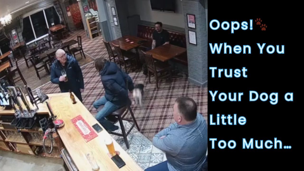 Pub chaos: Man tied his dog to chair and instantly regretted it