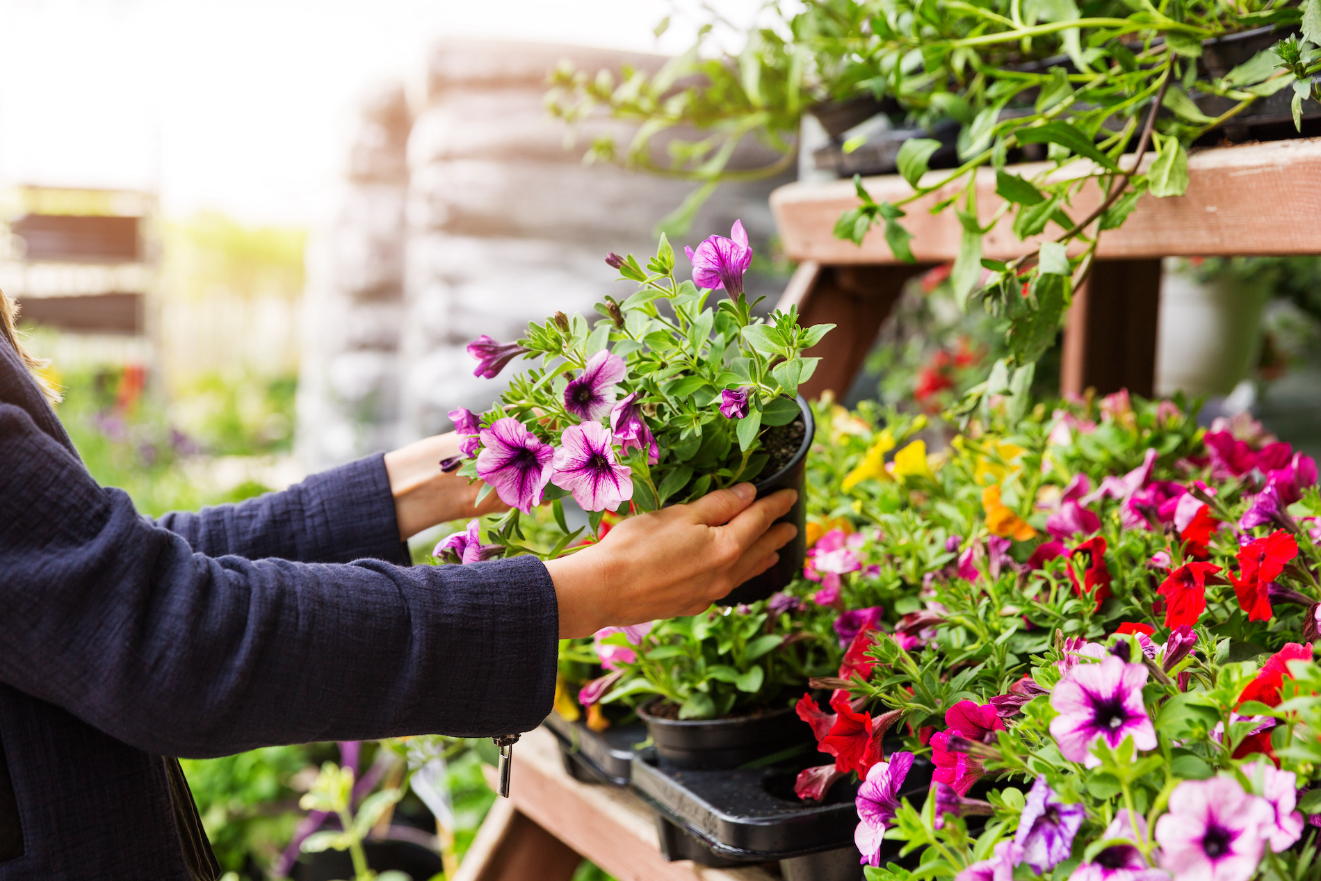 Deze planten geven mooie gekleurde bloemen en bladeren