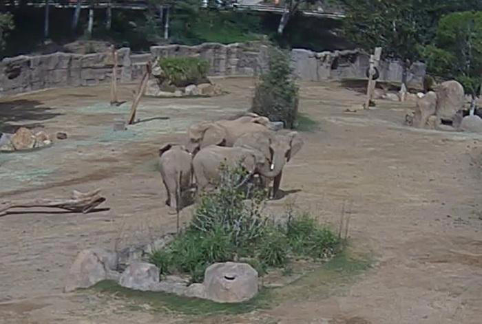 Watch: Zoo elephants form 'alert circle' during San Diego earthquake